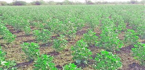 မိတ္ထီလာခရိုင်တွင် ရေသောက်စနစ်ဖြင့် မိုးကြိုချည်မျှင်ရှည် ဝါစိုက်ဧက ၁၇၆ ဧက စိုက်ပျိုးပြီးစီး