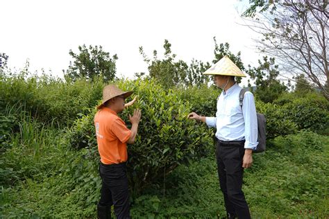 What Is The Difference Between Organic Tea And Regular Tea Chinese