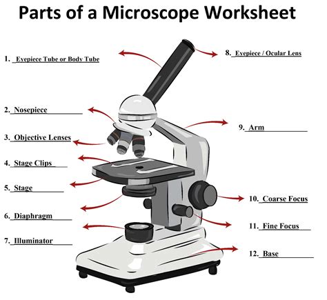 Diagram Of Microscope And Its Functions Microscope Labelled