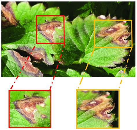 Schematic Diagram Of Original Image Feature Extraction Download Scientific Diagram