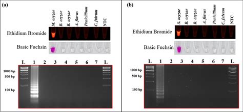 The Specificity Of Lamp Assay The Specificity Of The Lamp Assay Was
