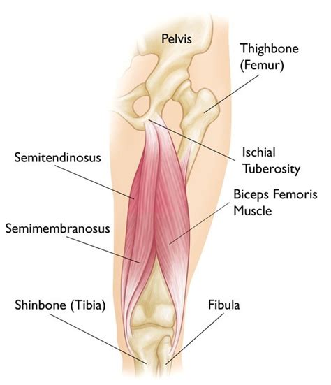 Hamstring Injuries Peak Physio