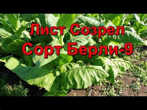 Созревание листа и первая ломка сорт Табака Берли - 9. - YouTube