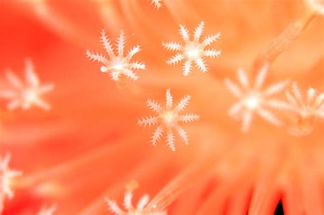 산호 수중 생물 바다 Pixabay의 무료 사진 Pixabay