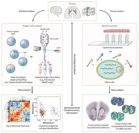 探索基因表达的空间信息 —— 空间转录组学（spatial Transcriptomics） 知乎
