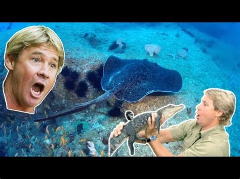 Steve Irwin And The Killer Stingray Youtube