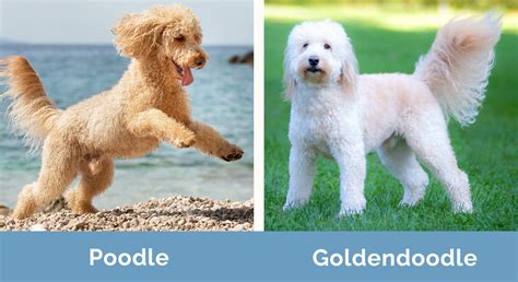 Poodle Vs Goldendoodle The Key Differences With Pictures Hepper