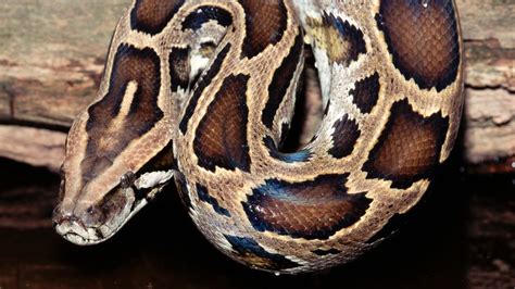 15 Reasons Pythons Are Among The Most Lethal Invasive Species On The Planet