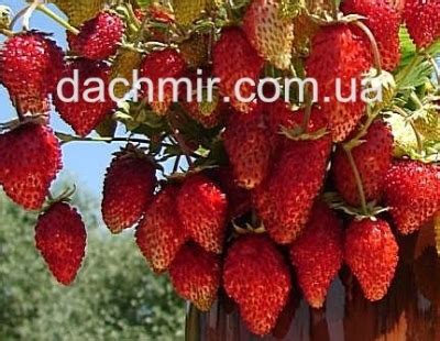 Земляника Рюген: описание ремонтантного сорта клубники и его ...