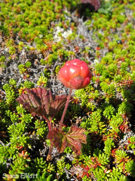 Cloudberry Plants Of Abisko National Park · Inaturalist