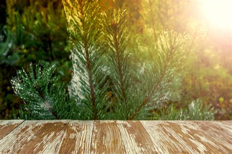 빈 소박한 나무 탁상용 크리스마스 나무에 숲에서 거미 웹 배경을 분기 한다 몽타주 수 있습니다 또는 귀하의 제품을 표시 0명에 대한 스톡 사진 및 기타 이미지 Istock