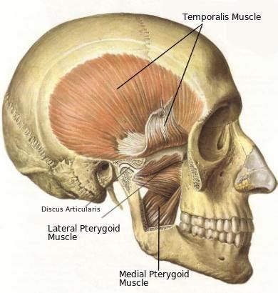 Medial Pterygoid Muscle