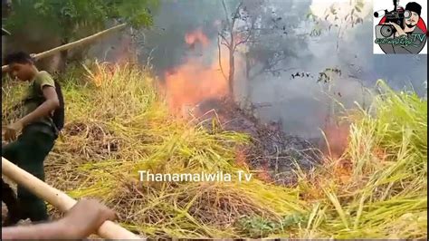 වැල්ලවාය බටහෙලයාය කන්දේ විශාල ගින්නක් යුද හමුදාව පොලිසිය සහ ගම්වාසීන් ගින්න නිවන්න දැවැන්ත