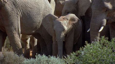 Предотвратиха опит за нелегален износ на слонова кост в Малайзия Новини бг