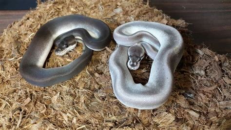 Silver Bullet Ball Python