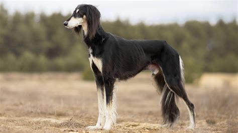 Black Saluki