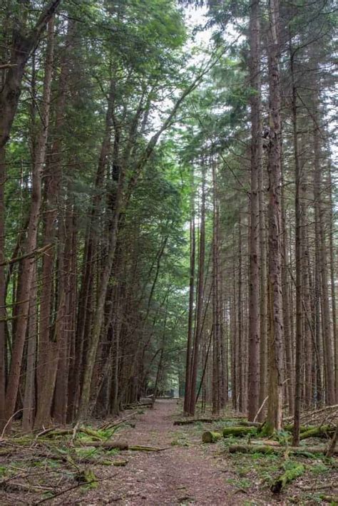 Hiking The Emerald Paved Trail In Cook Forest State Park Uncovering Pa