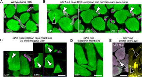 Rod Outer Segment Morphology In Wild Type And F3 Cdhr1 Null X Laevis
