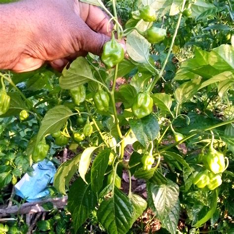 Darmasiri Darmasiri Added A New Photo Darmasiri Darmasiri