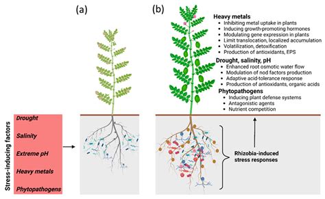 Microorganisms Free Full Text Evaluation Of Legumerhizobial Symbiotic Interactions Beyond