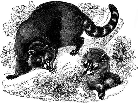 Crab Eating Raccoon Clipart Etc