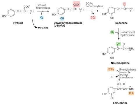 The Role Of Dopamine In Repurposing Drugs For Oncology