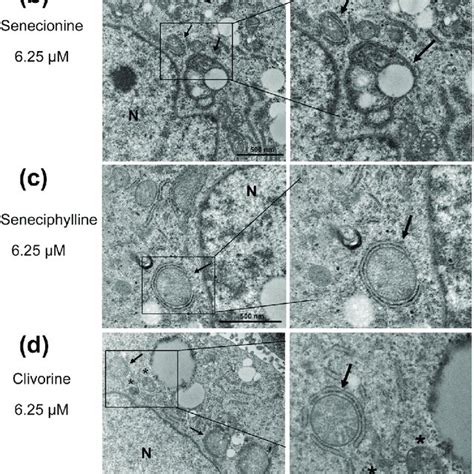 The Chemical Structures Of Senecionine Seneciphylline Monocrotaline