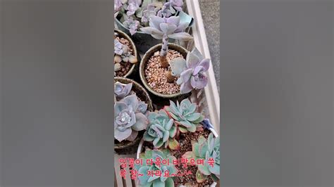 잎꽂이로 자란 다육이들~ Youtube
