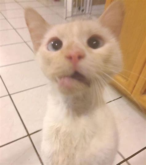 Rescue Cat Turns Broken Jaw Into Gorgeous Smile Bored Panda