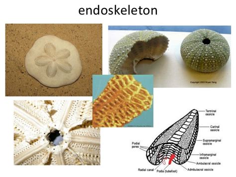 Echinoderm Powerpoint