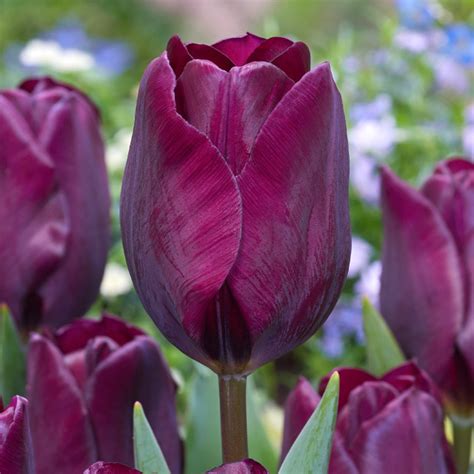Buy premium quality Tulip 'Purple Lady' 10/12cm from Dutch Bulbs