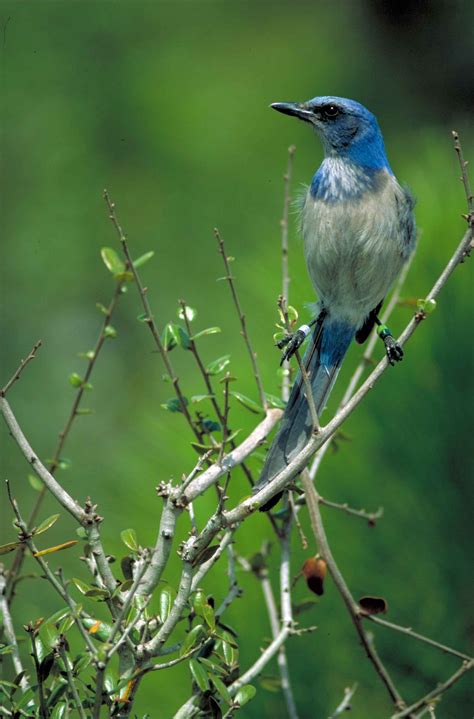 Free Picture Florida Scrub Jay Bird Aphelocoma Coerulescens