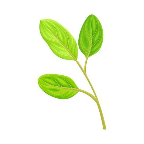 Premium Vector Green Leaf And Foliage With Stem And Veins Or Fibers