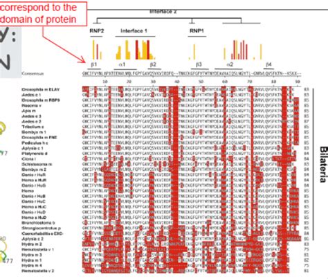 How To Make This Two Figures To Discuss Evolutionary Conservation