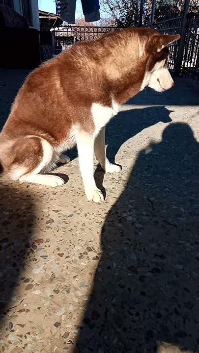 ციმბირული ჰასკი ჯინა 8 თვის Сибирский Хаски Джина Siberian Husky Jina Youtube