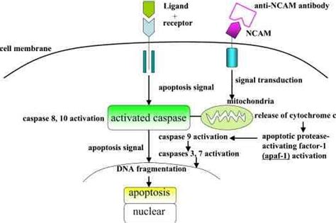 Schematic Representation Of Mab Ncam Induced Apoptotic Signal