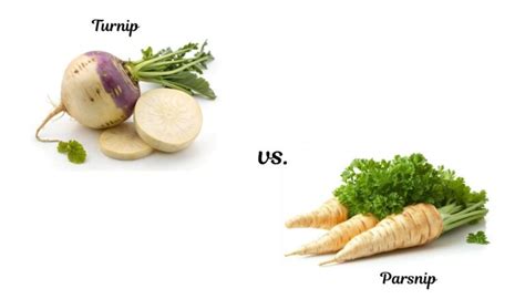 Parsnip Vs Turnip Differences And Must Try Tasty Recipes 2025 Parsnip Vs Turnip Differences And Must Try Tasty Recipes 2025