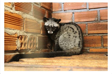 Palm Civet