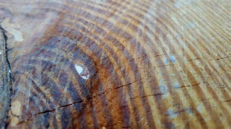 Loblolly Pine Of The Piedmont Atlanta History Center