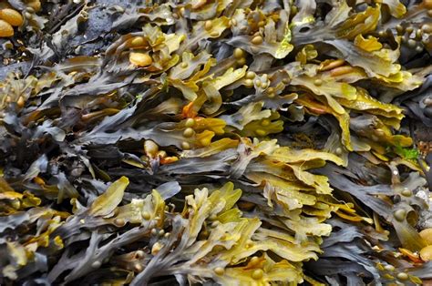 Не самые известные преимущества морских водорослей | World Web Info