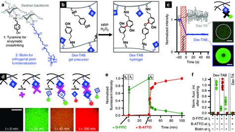 Temporal Control Over Biotinylated Hydrogel A Dextran Was Modified