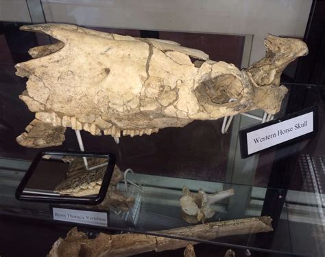 Display Of Fossils Decor Coffee Table Fossils