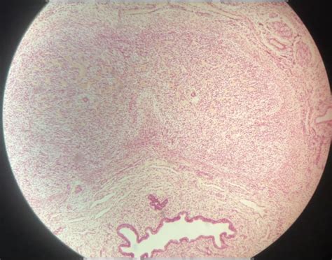 Pp Cross Section Microscope Quiz