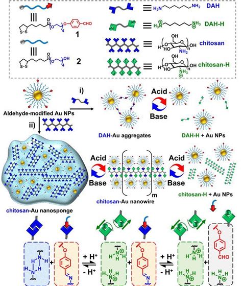 Scheme 1 The Schematic Representation Of The Dynamic Self Assembly Of Download Scientific