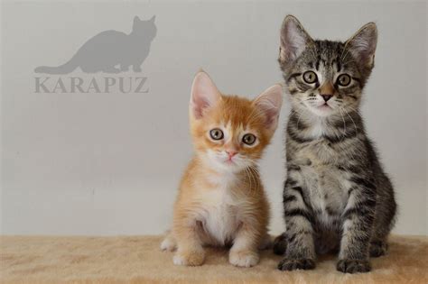 Jak identifikovat plemeno Munchkin?