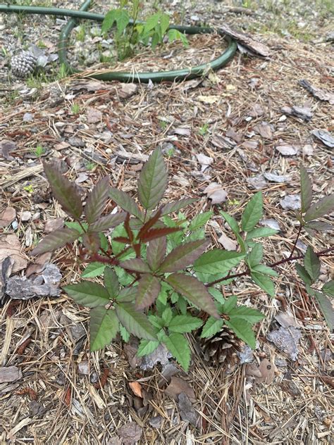 Persistent Weed Rplantidentification