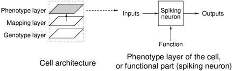 9 Cells Of Poetic Circuits Are Composed Of Three Layers Phenotype Download Scientific