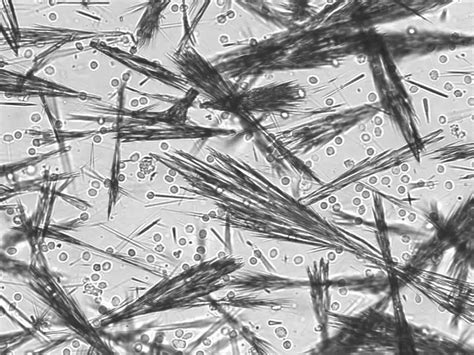 Amoxicillin Cellwiki