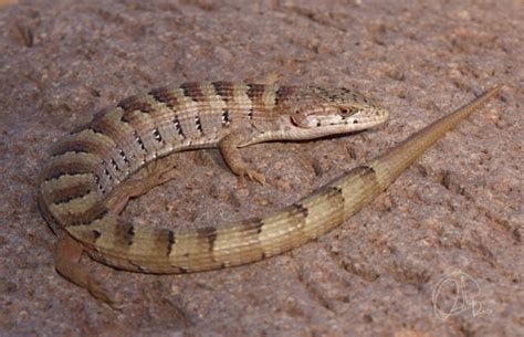 Lagarto Escorpión De Arizona Elgaria Kingii