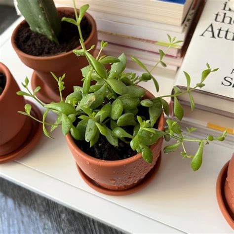 Cotyledon Pendens Trailing Succulent Small Live Plant In 2 4 6 Pot